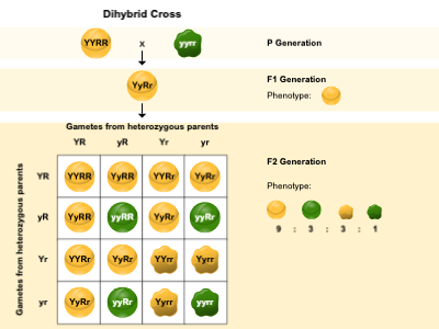 Mendelian Dihybrid cross - Infographic templates