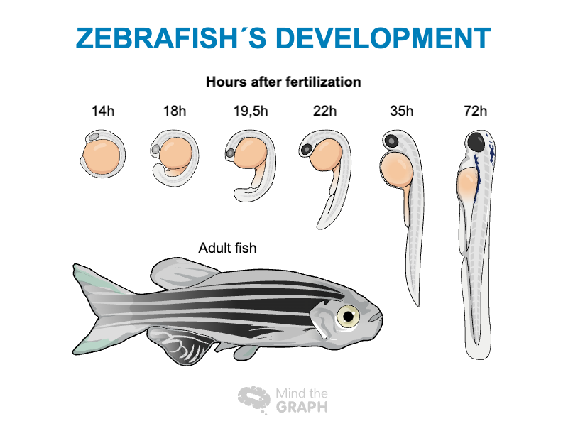 Zebrafish´s development - Infographic templates